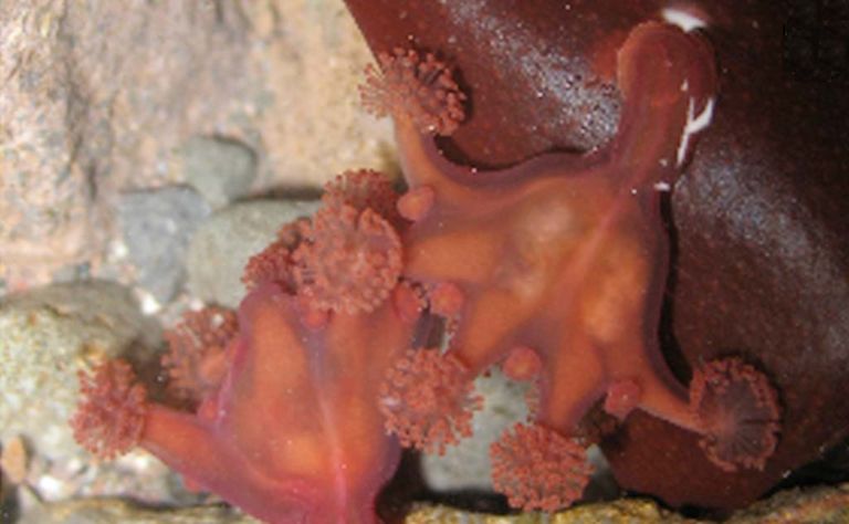 Stalked Jellyfish - Ocean Animals