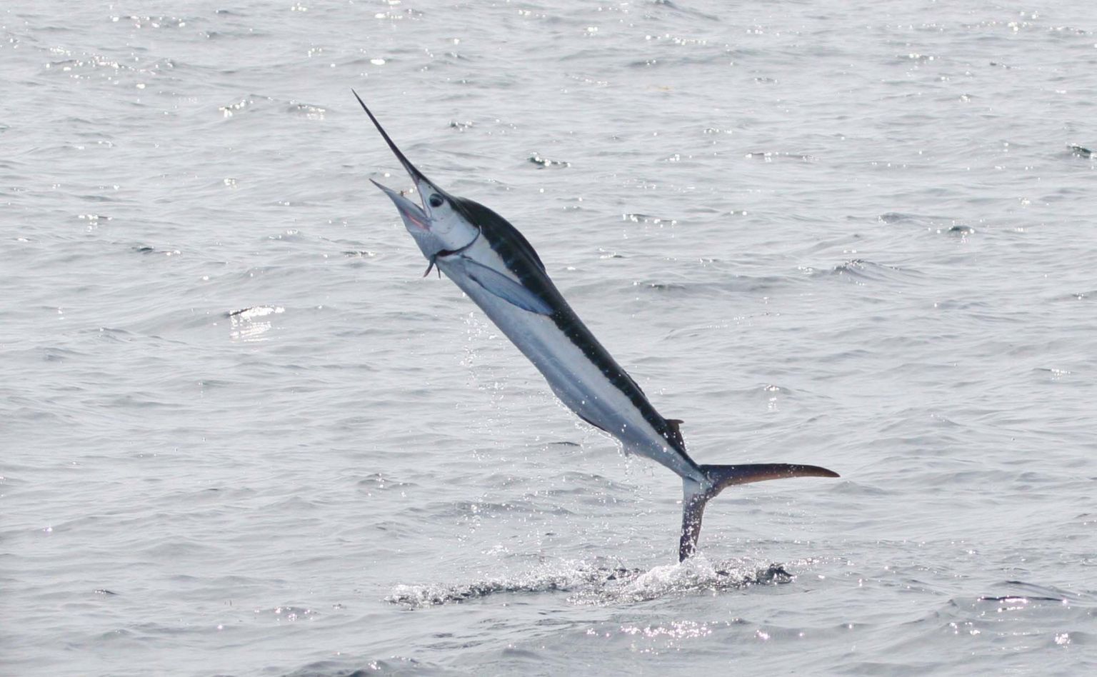 Marlin - Ocean Animals
