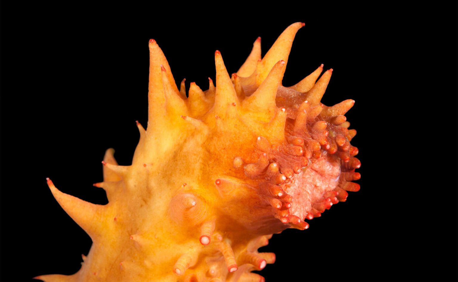 Sea Cucumber - Ocean Animals