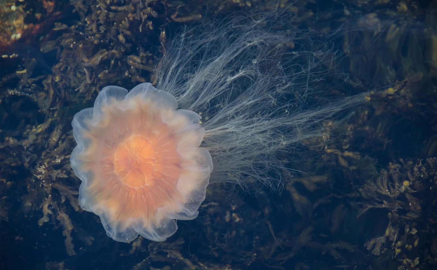 Lion's Mane Jellyfish - Ocean Animals