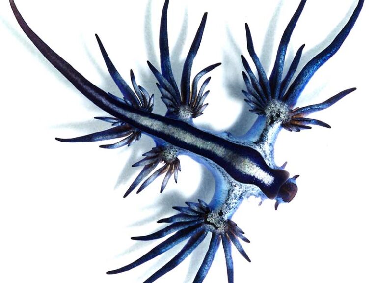Blue Sea Slug - Ocean Animals