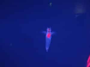 Sea Angel - Ocean Animals