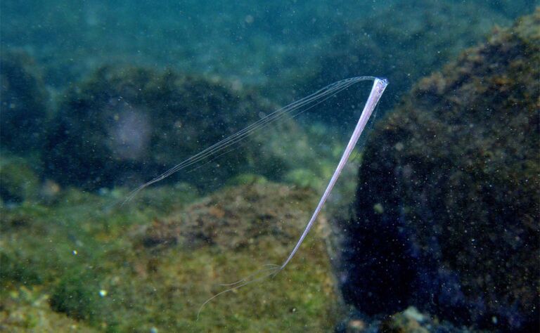 Oarfish - Ocean Animals
