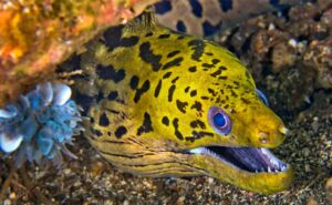 Moray Eel - Ocean Animals