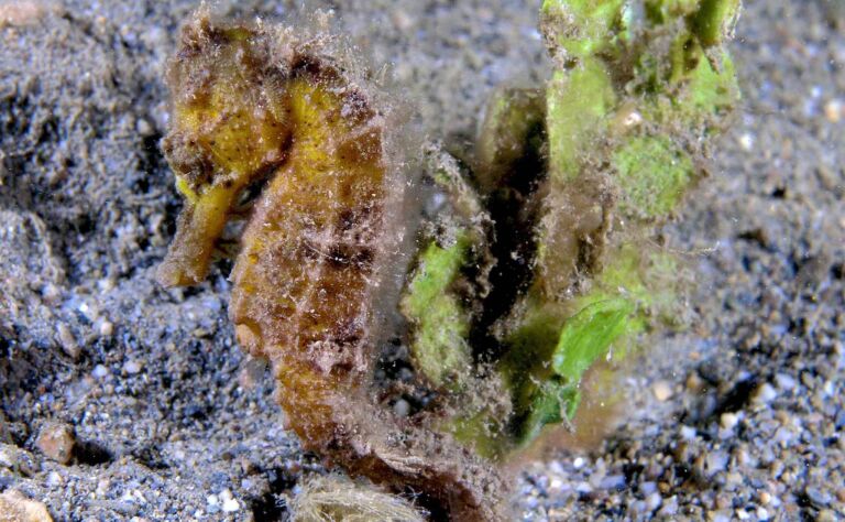 Yellow Seahorse - Ocean Animals