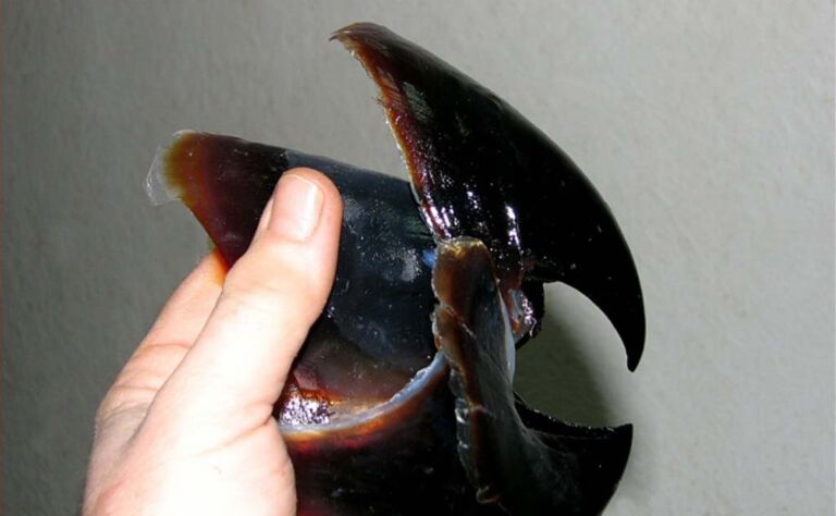 Colossal Squid - Ocean Animals