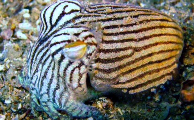 Striped Pyjama Squid - Ocean Animals
