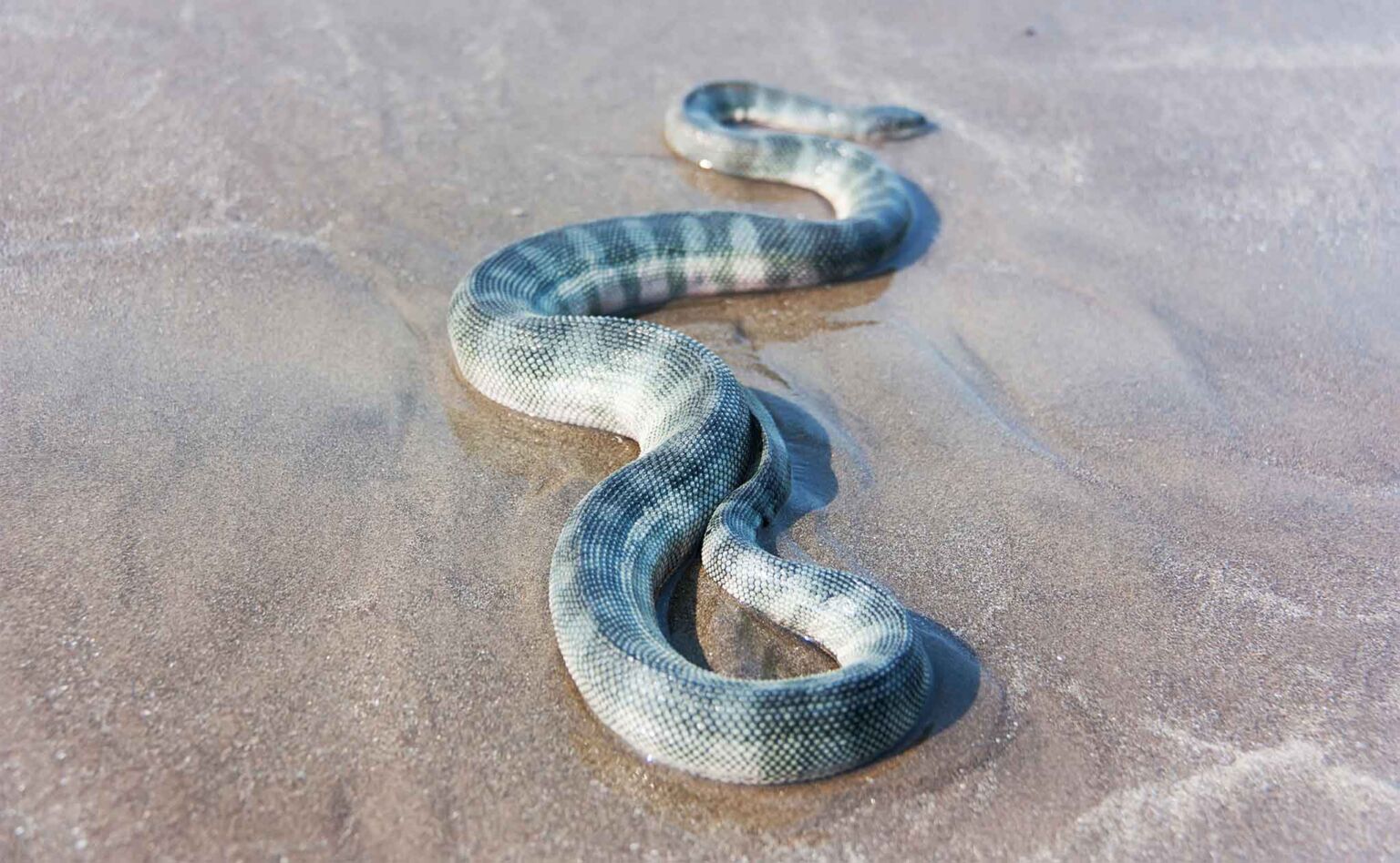 Beaked Sea Snake - Ocean Animals
