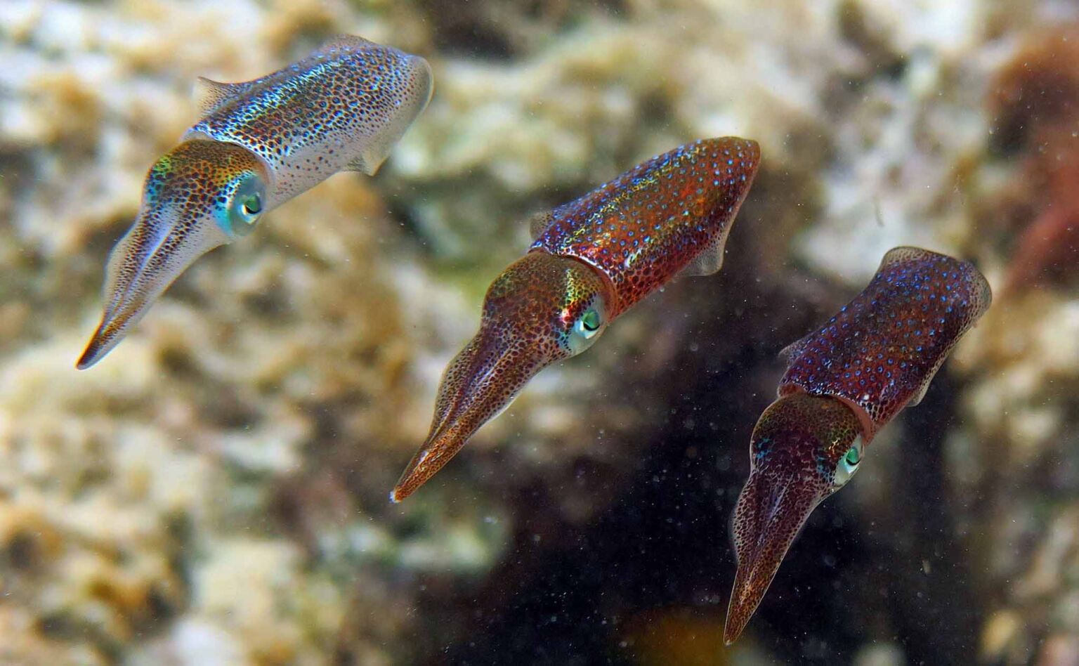 Reef Squid - Ocean Animals