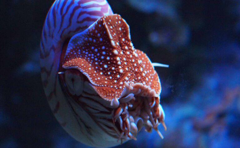 Chambered Nautilus - Ocean Animals