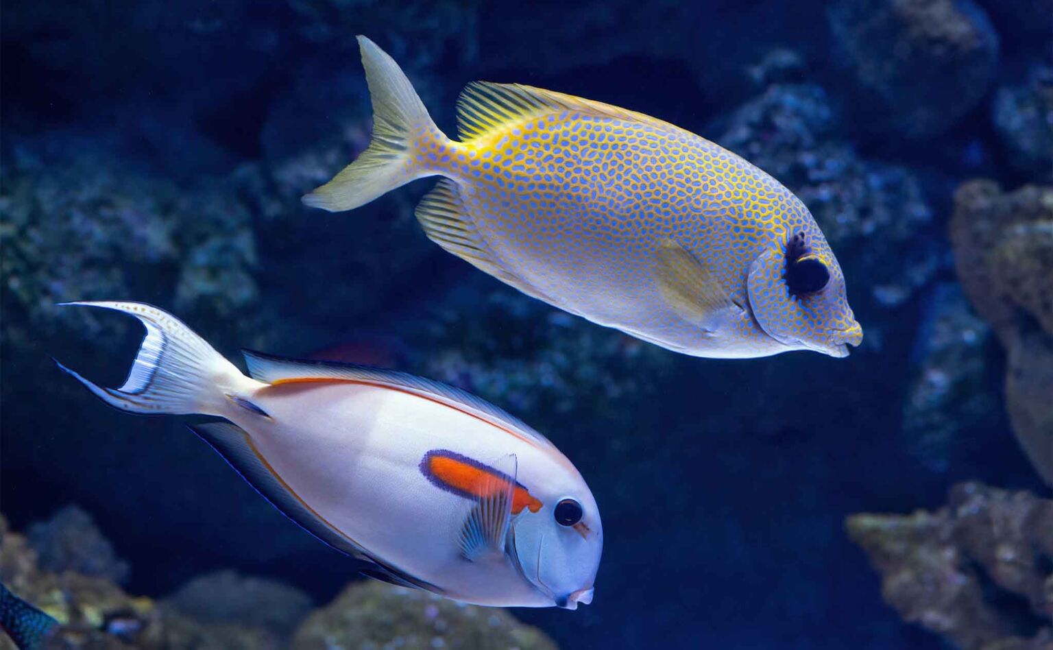 Surgeonfish - Ocean Animals