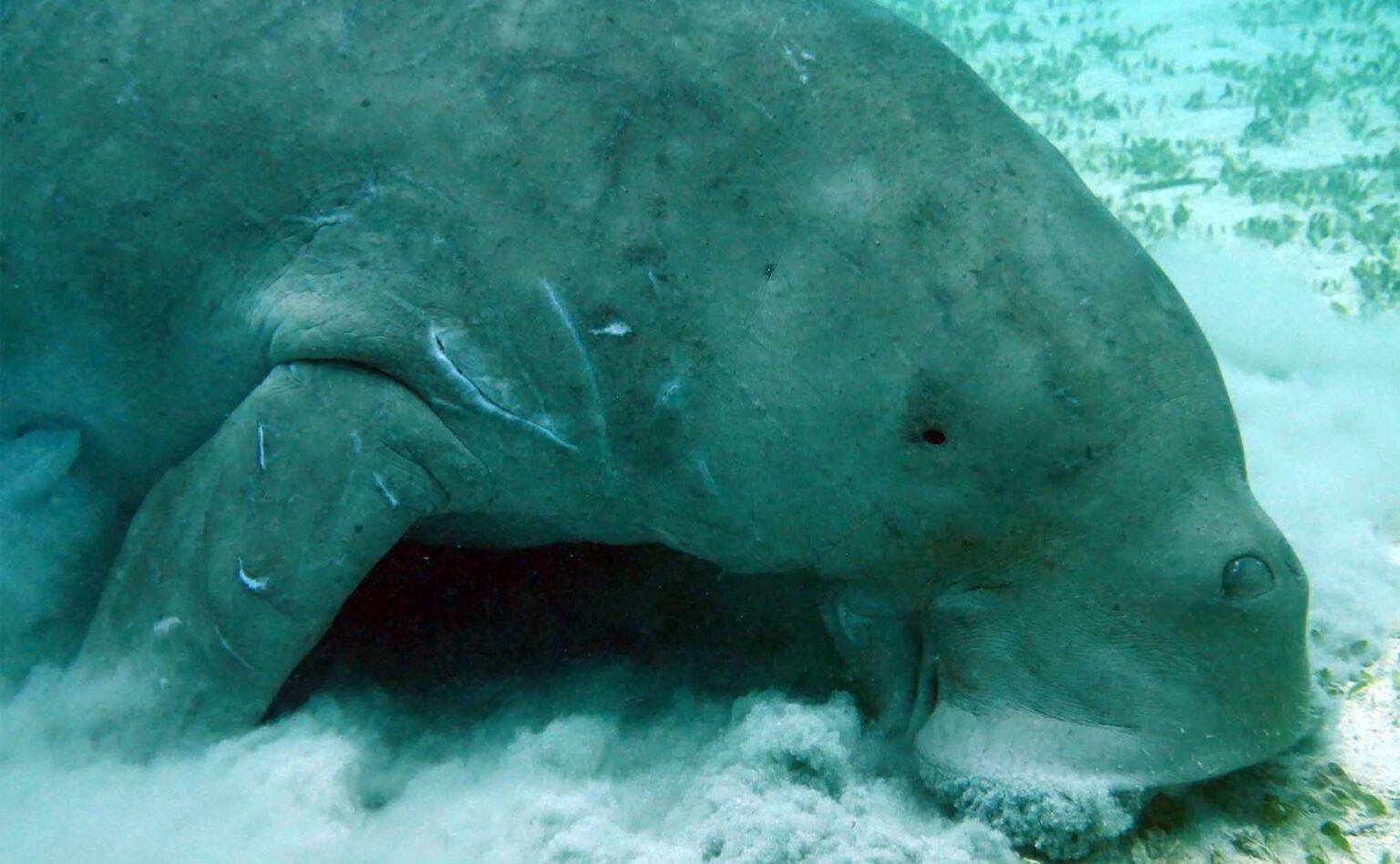 Dugong - Ocean Animals